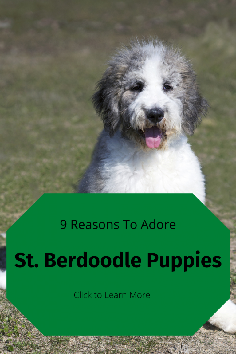 9 Things That Will Make You Love St Berdoodle - Doodle Dog Diaries